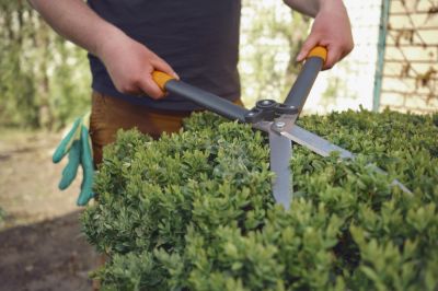 Expert Shrub Removal Services for a Pristine Landscape